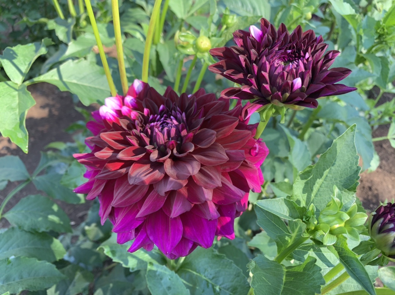 Jamie’s Dahlias U-Cut in Washougal Offers Premium Flowers - Lacamas ...